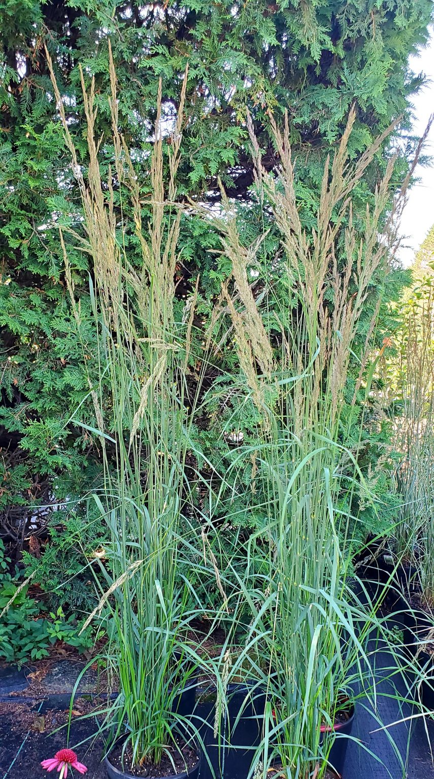 Feather Reed Grass, Karl Foerster - Birchfield Nurseries