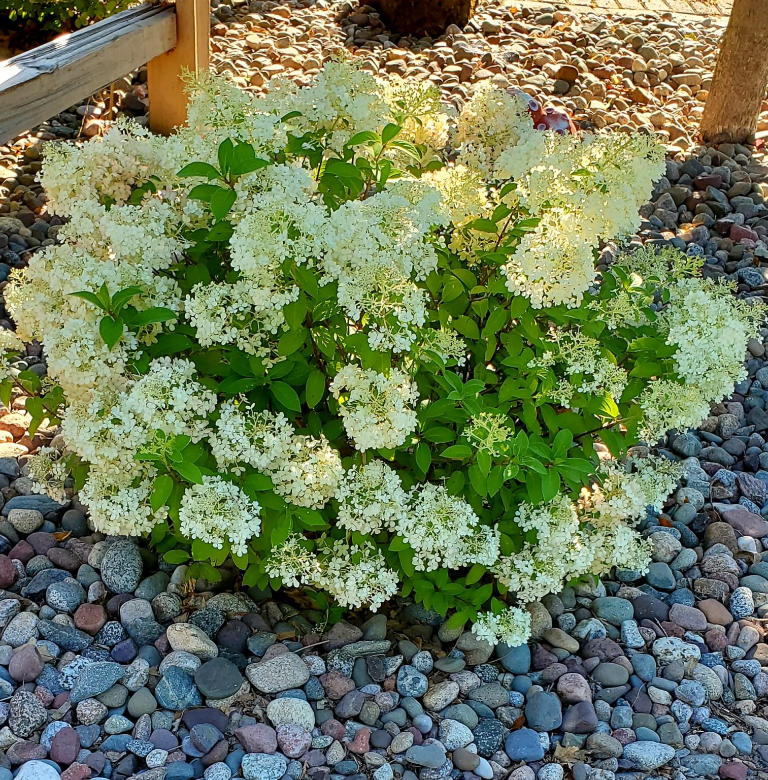Hydrangea, Bobo® - Birchfield Nurseries
