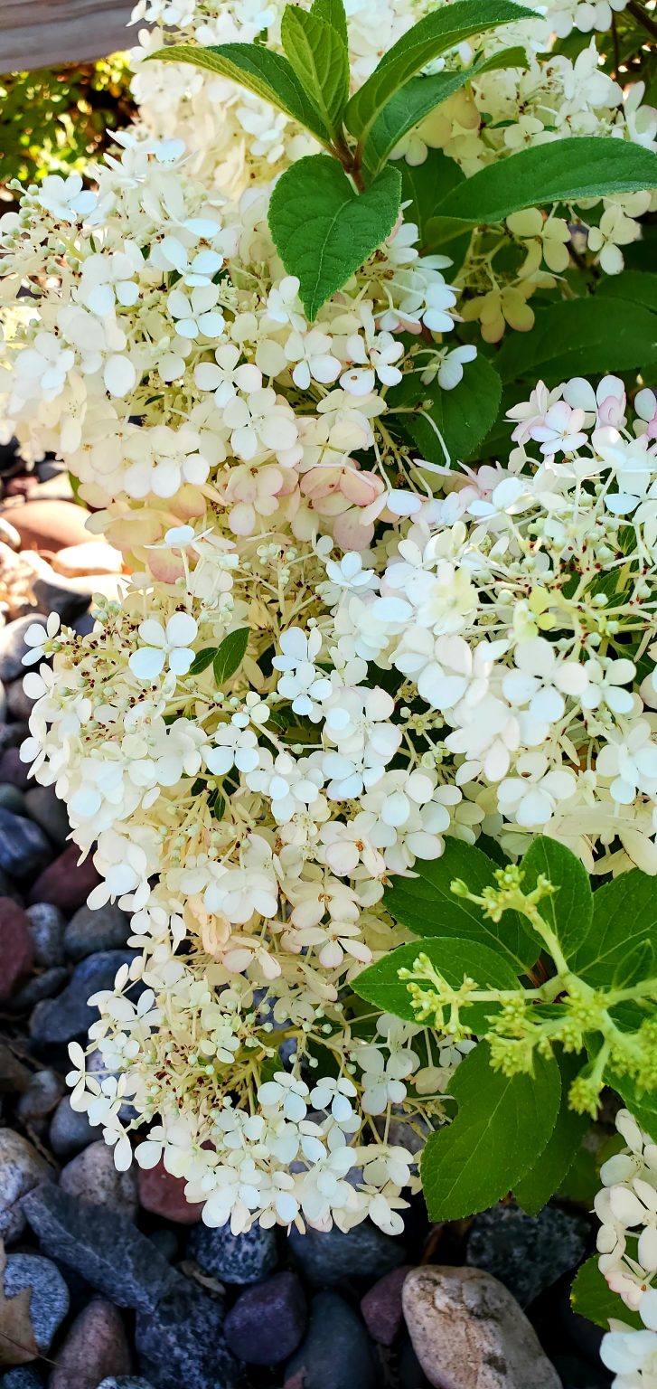 Hydrangea, Bobo® - Birchfield Nurseries