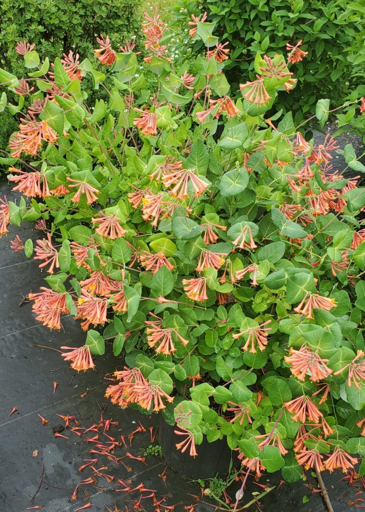 Honeysuckle, Dropmore Scarlet - Birchfield Nurseries