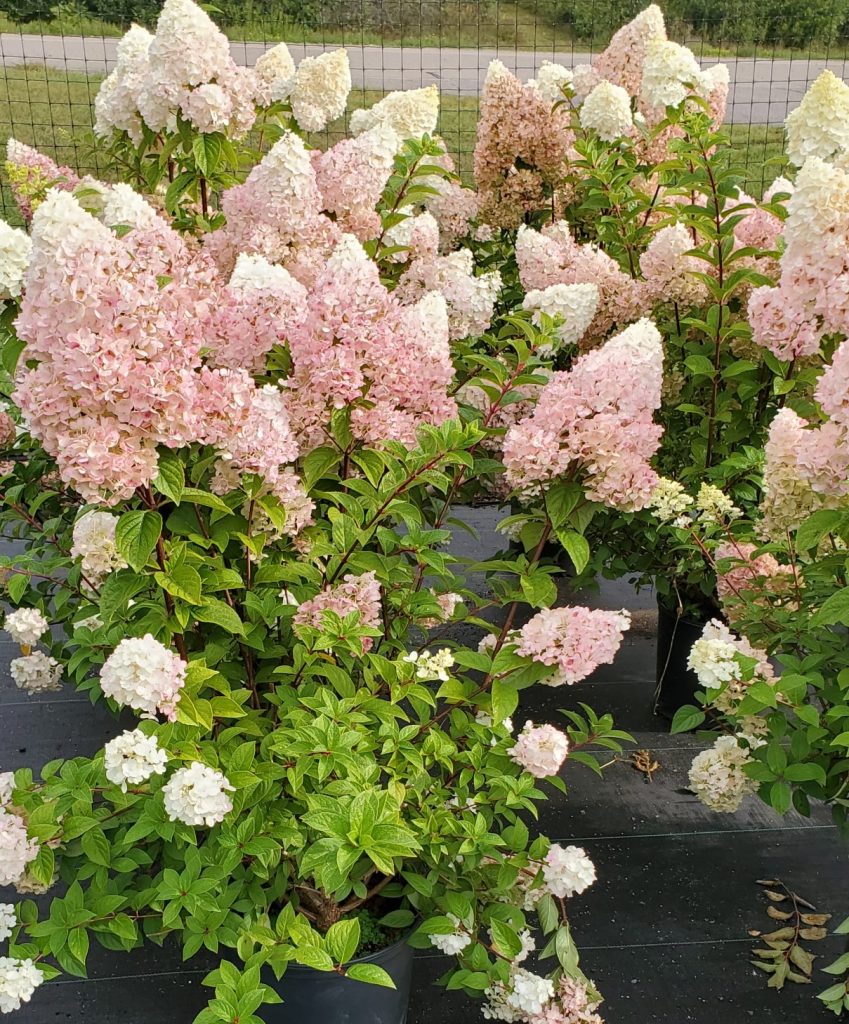 Hydrangea, Strawberry Sundae - Birchfield Nurseries