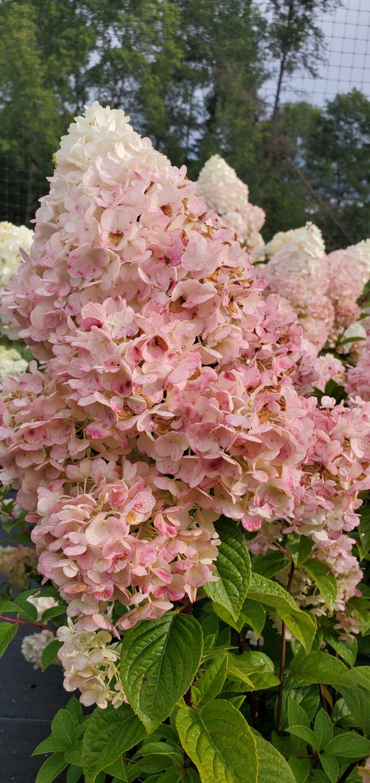 Hydrangea, Strawberry Sundae - Birchfield Nurseries