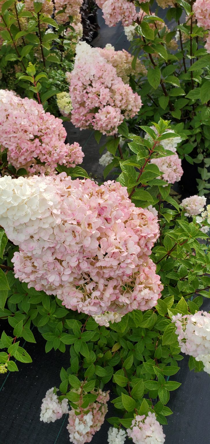 Hydrangea, Strawberry Sundae - Birchfield Nurseries