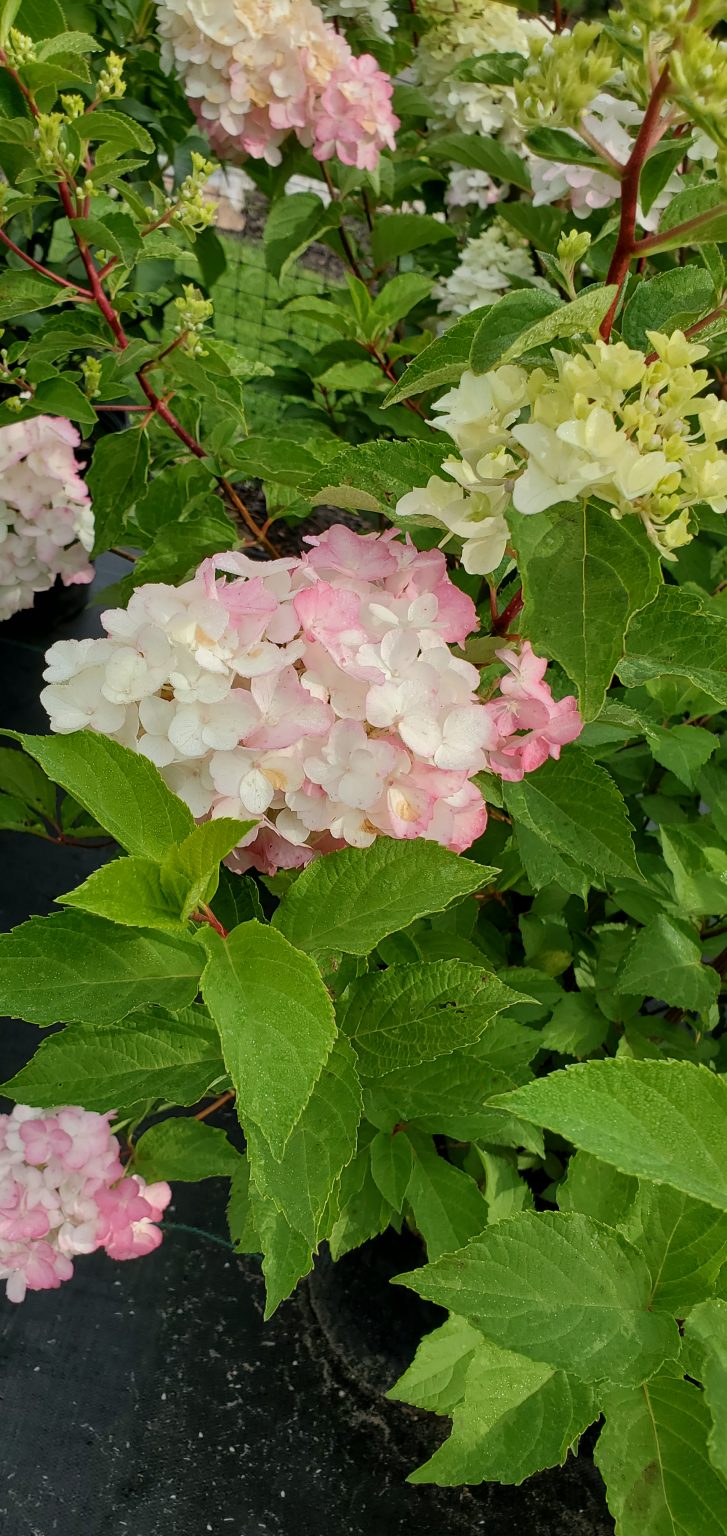 Hydrangea, Berry White - Birchfield Nurseries