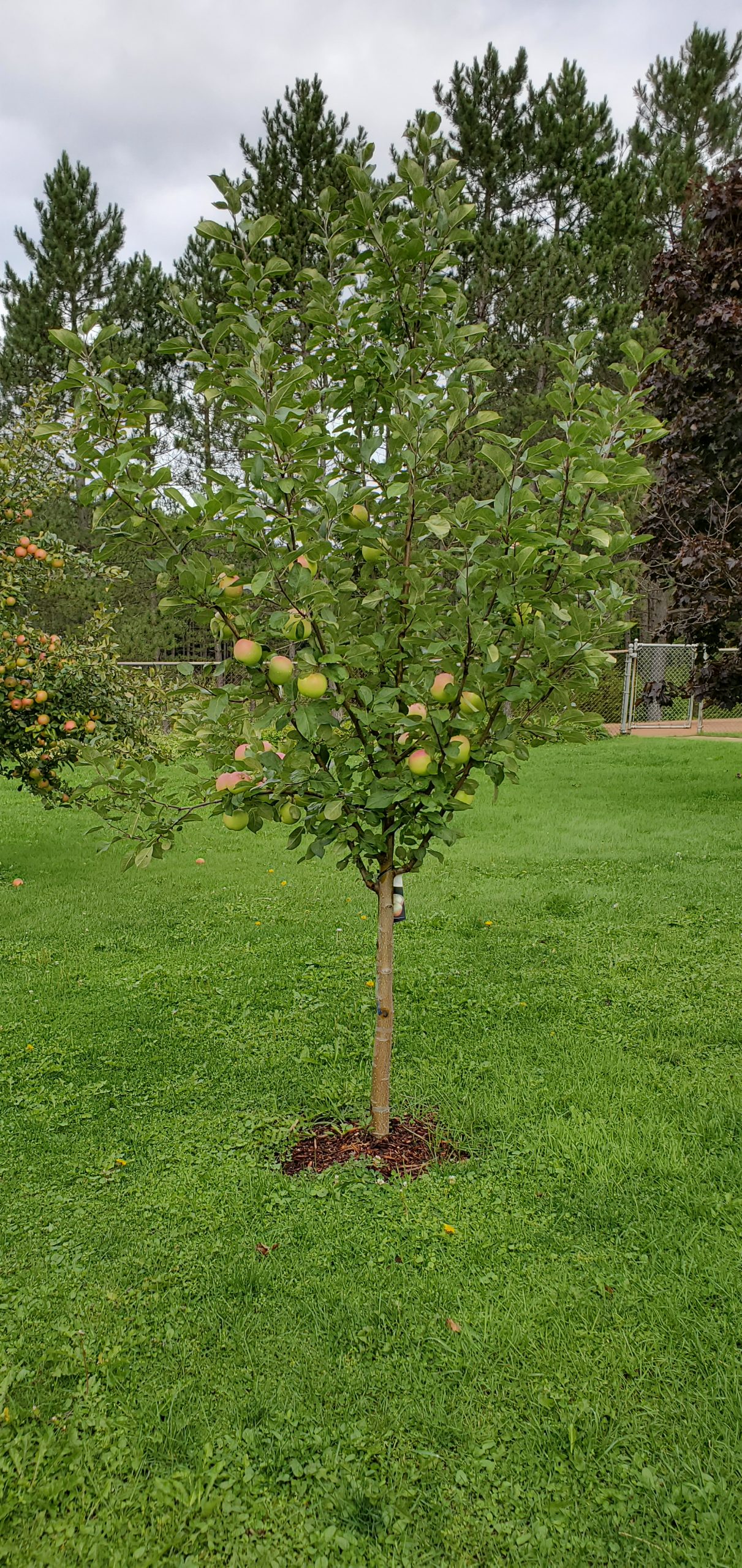 Apple, Wodarz - Birchfield Nurseries