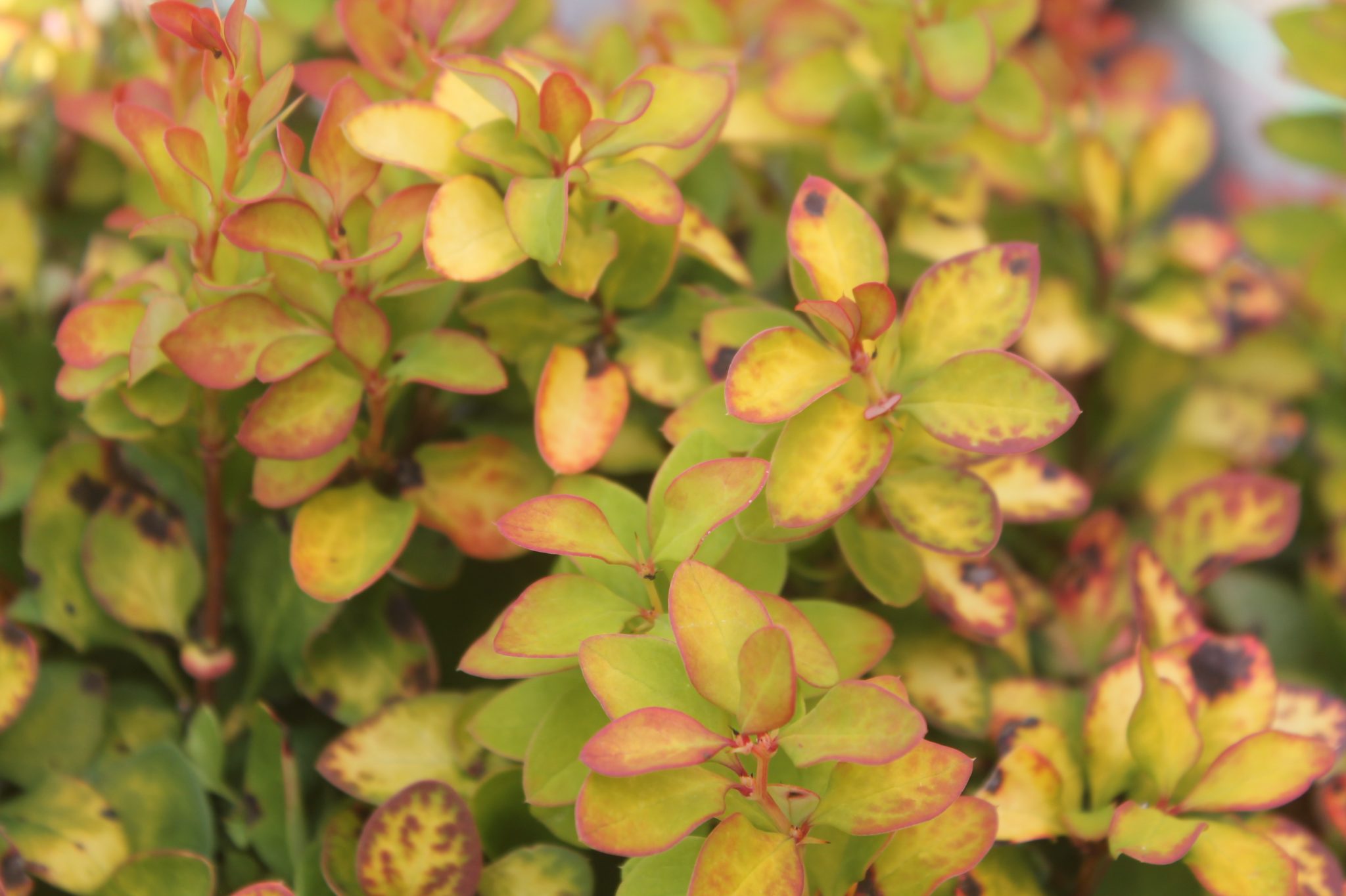 Barberry, Limoncello - Birchfield Nurseries