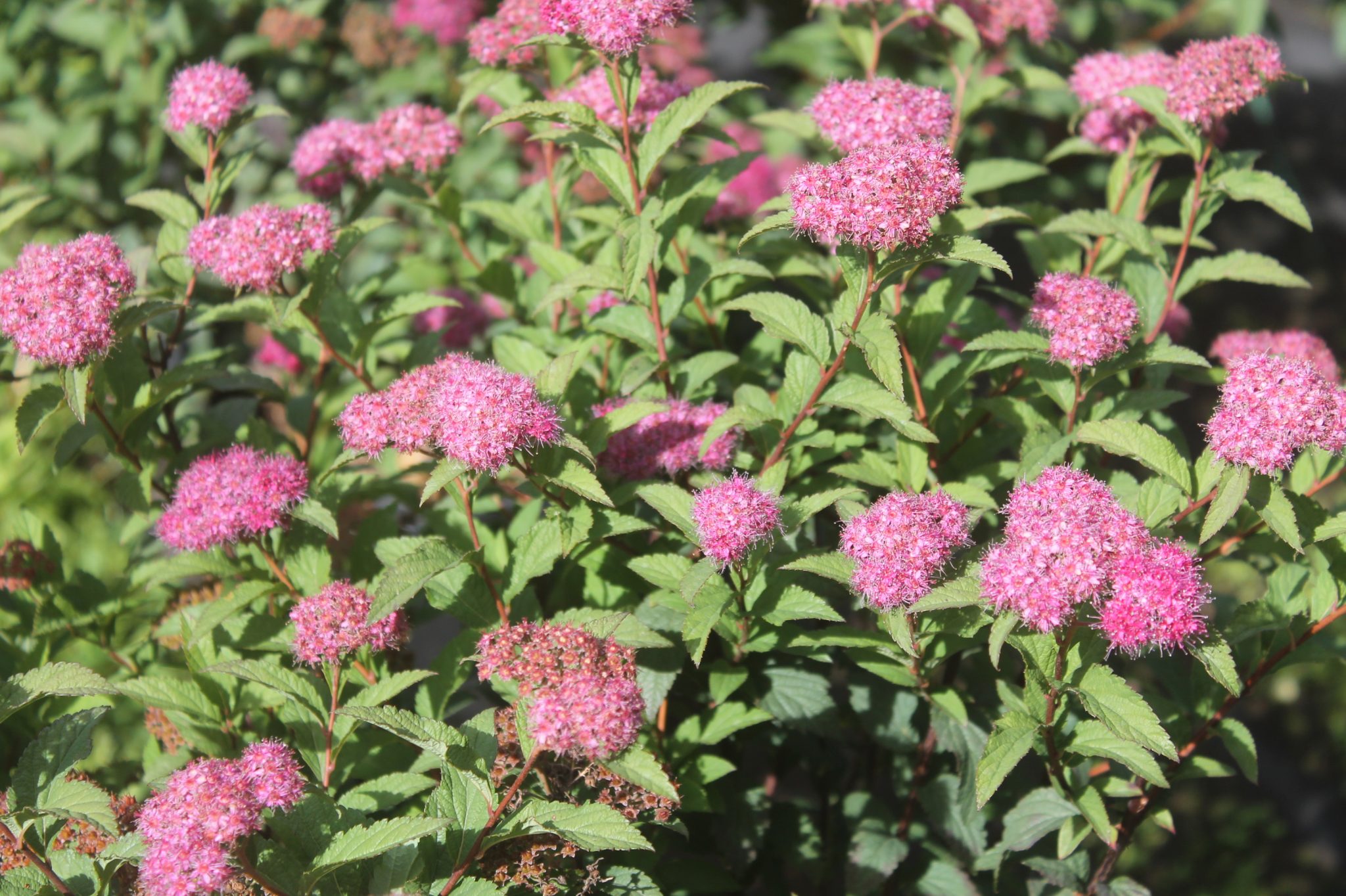 Spirea, Superstar - Birchfield Nurseries