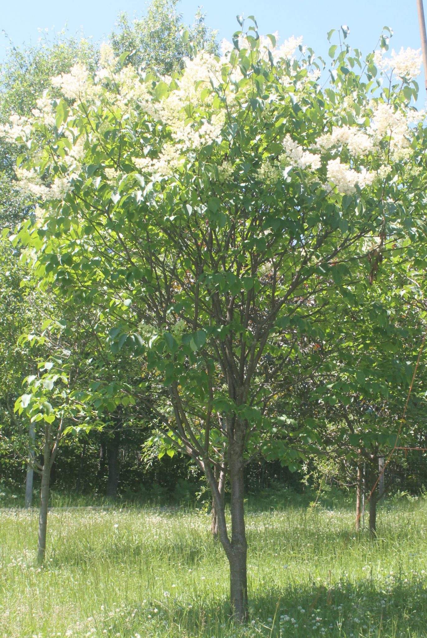 Lilac, Japanese Tree - Birchfield Nurseries