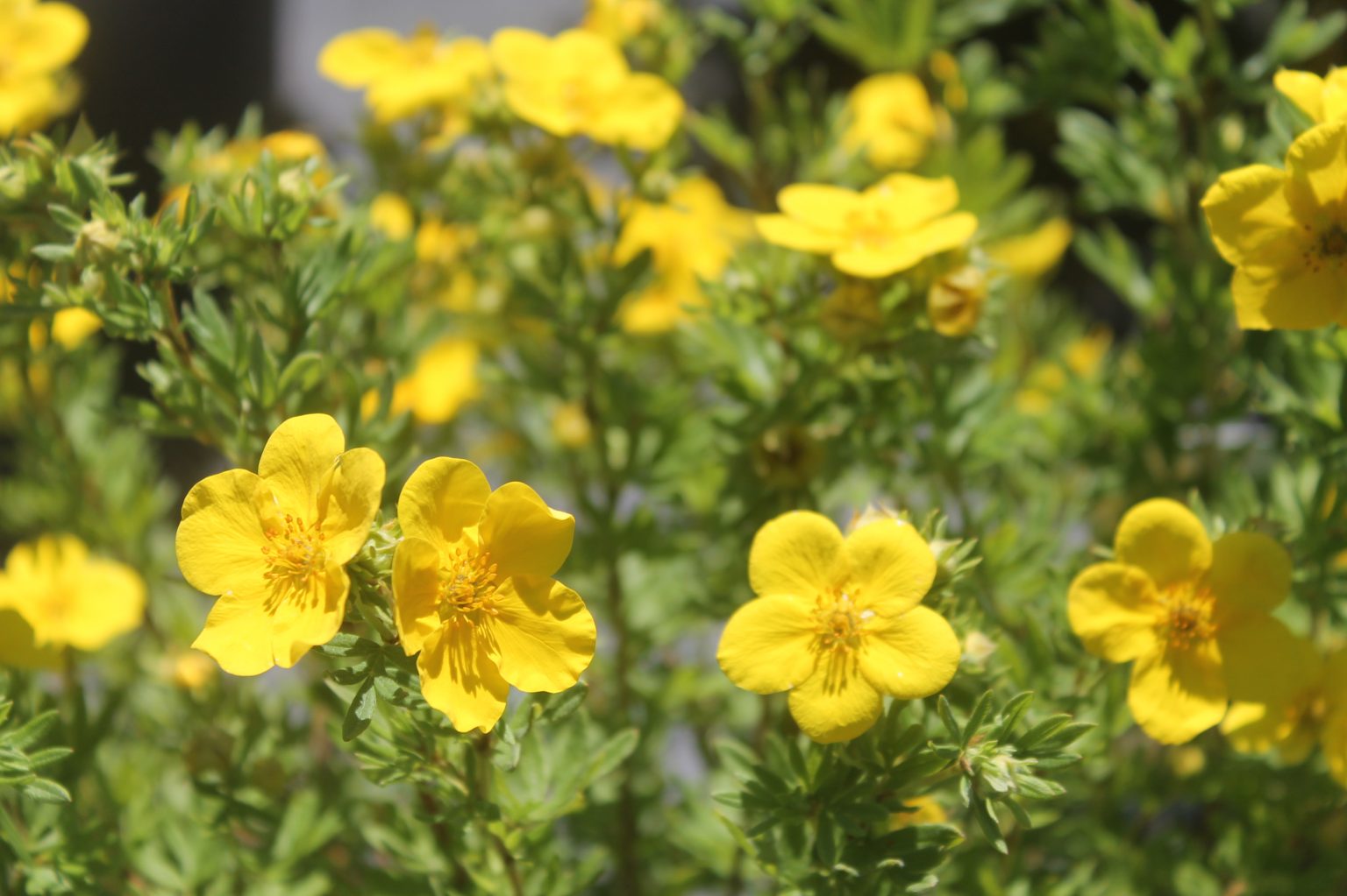 Potentilla, Goldfinger - Birchfield Nurseries