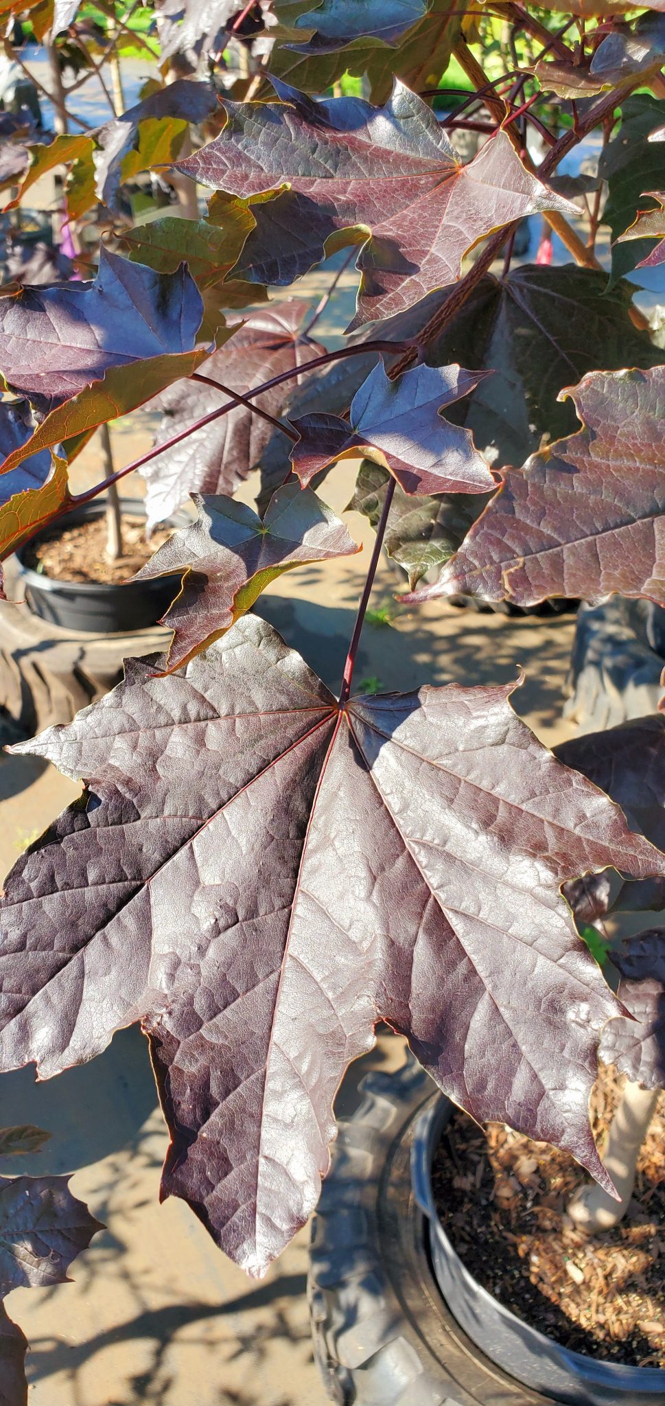 Maple, Royal Red - Birchfield Nurseries