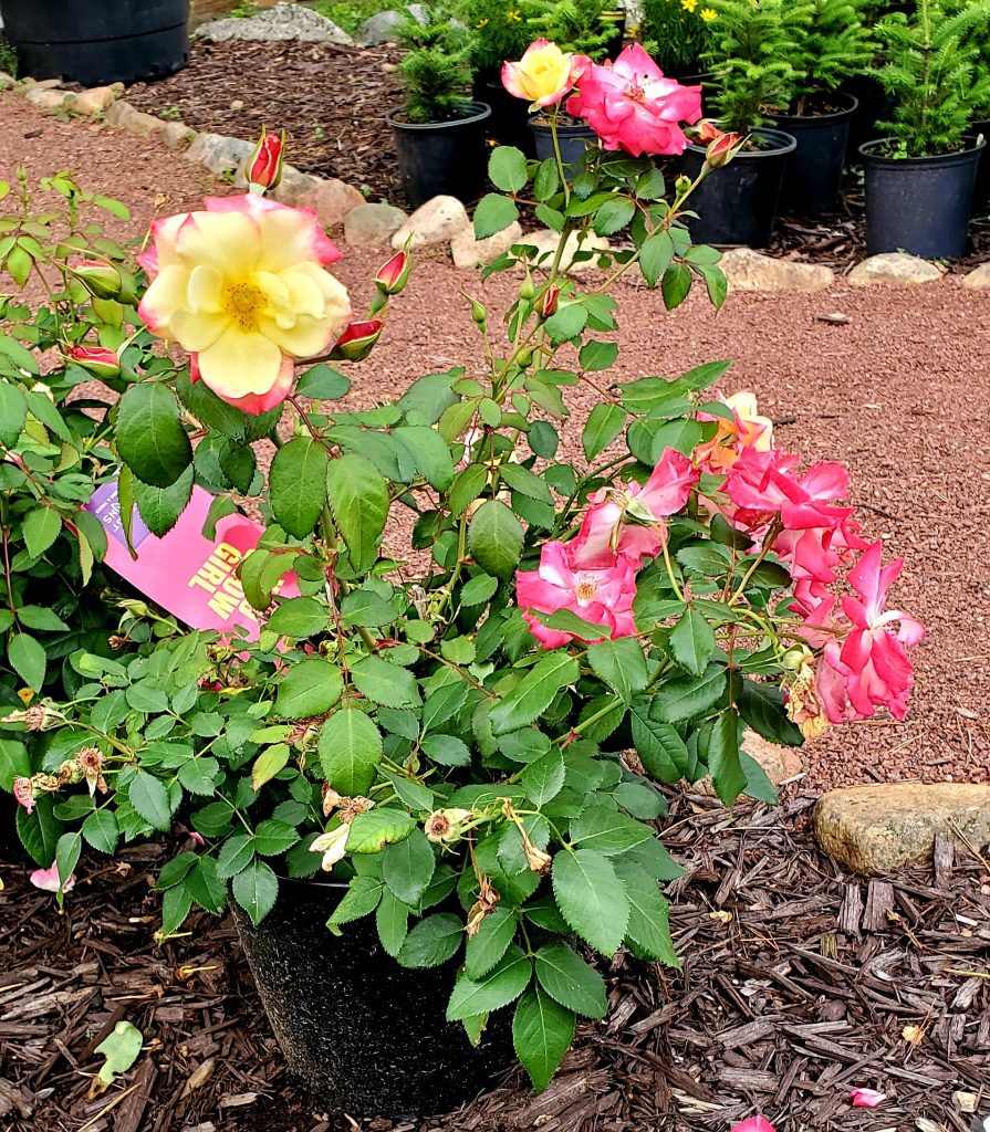 Rose, Campfire - Birchfield Nurseries