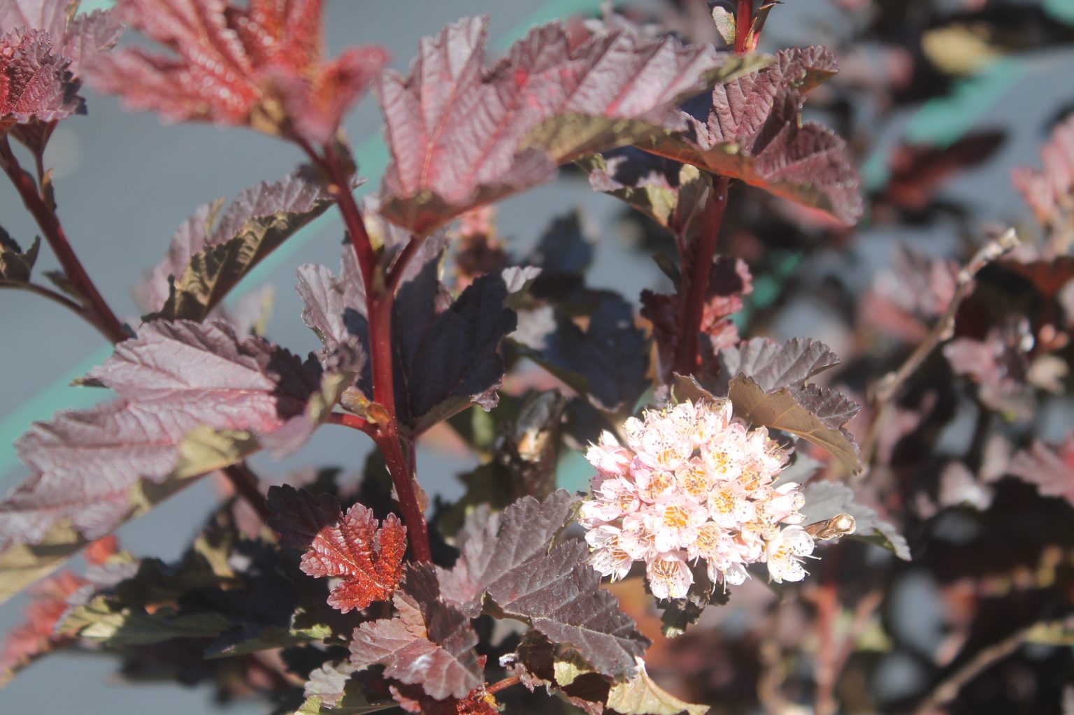 Ninebark, Fireside - Birchfield Nurseries