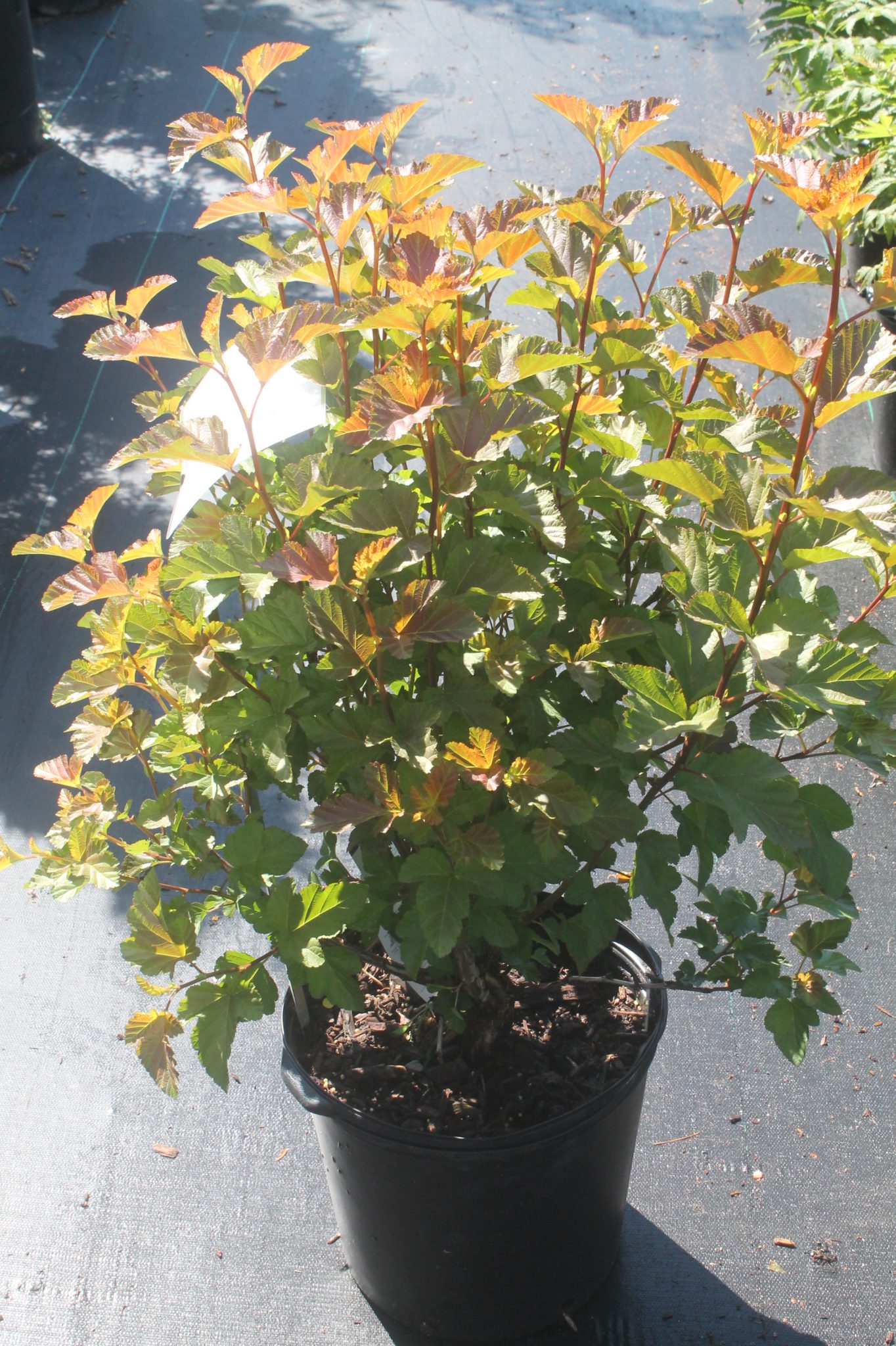 Ninebark, Amber Jubilee - Birchfield Nurseries