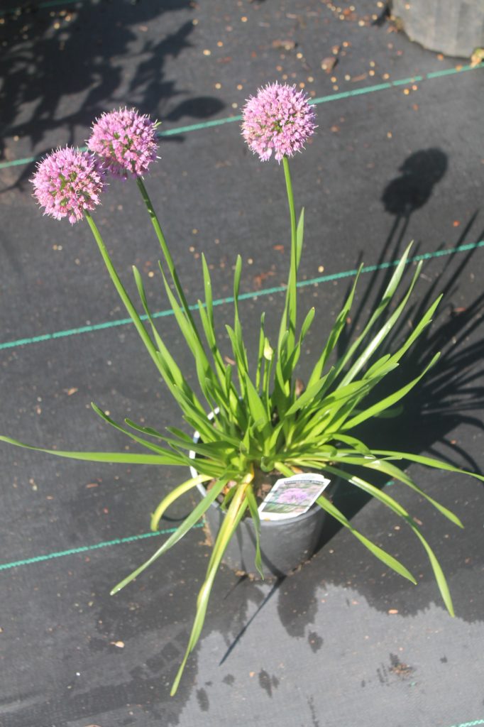 Ornamental Onion, Millenium - Birchfield Nurseries