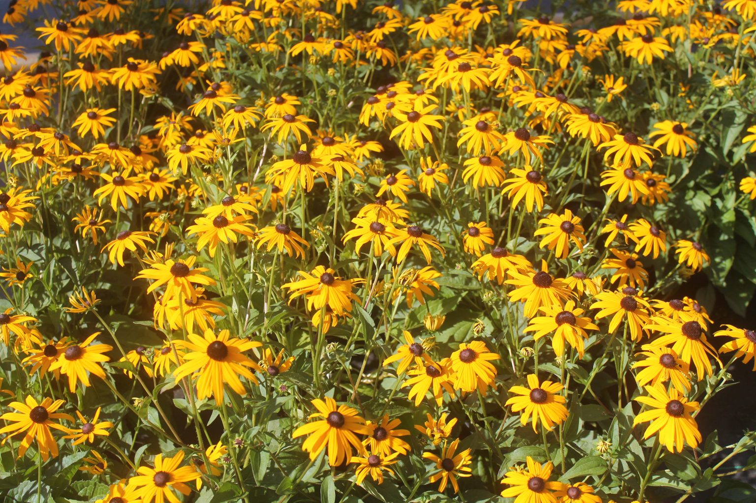 Black Eyed Susan - Birchfield Nurseries
